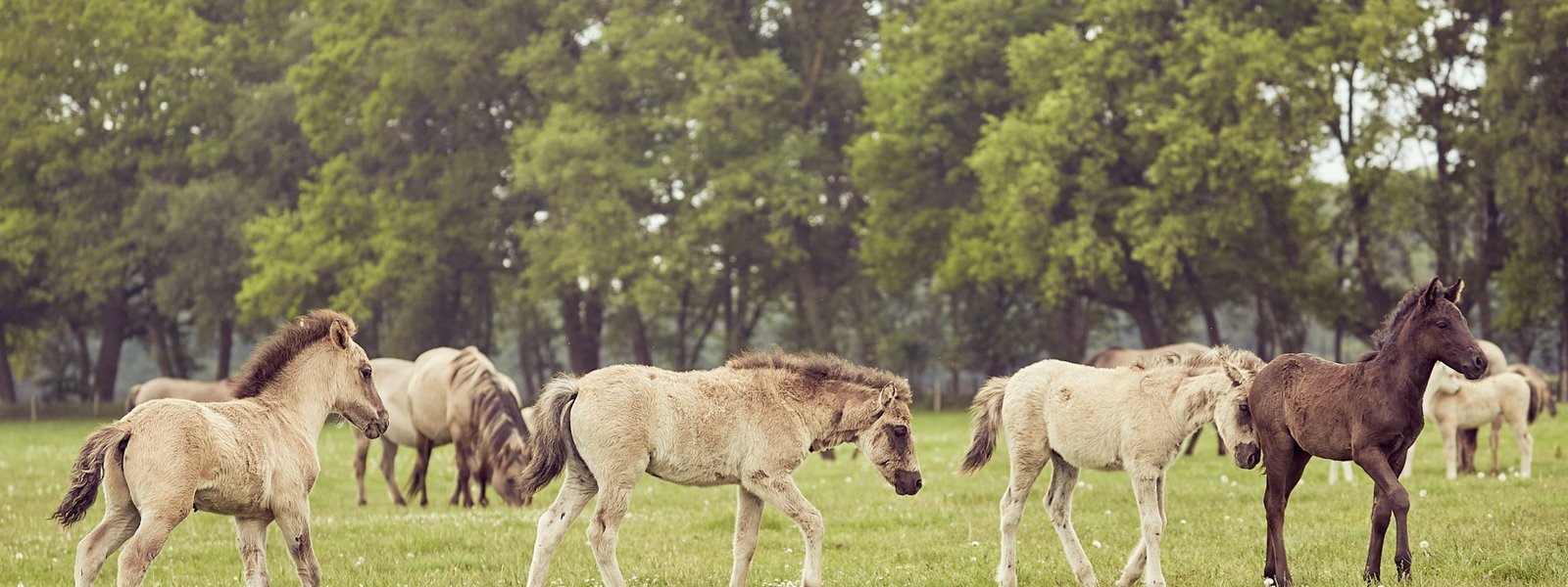 Wildpferde im Merfelder Bruch