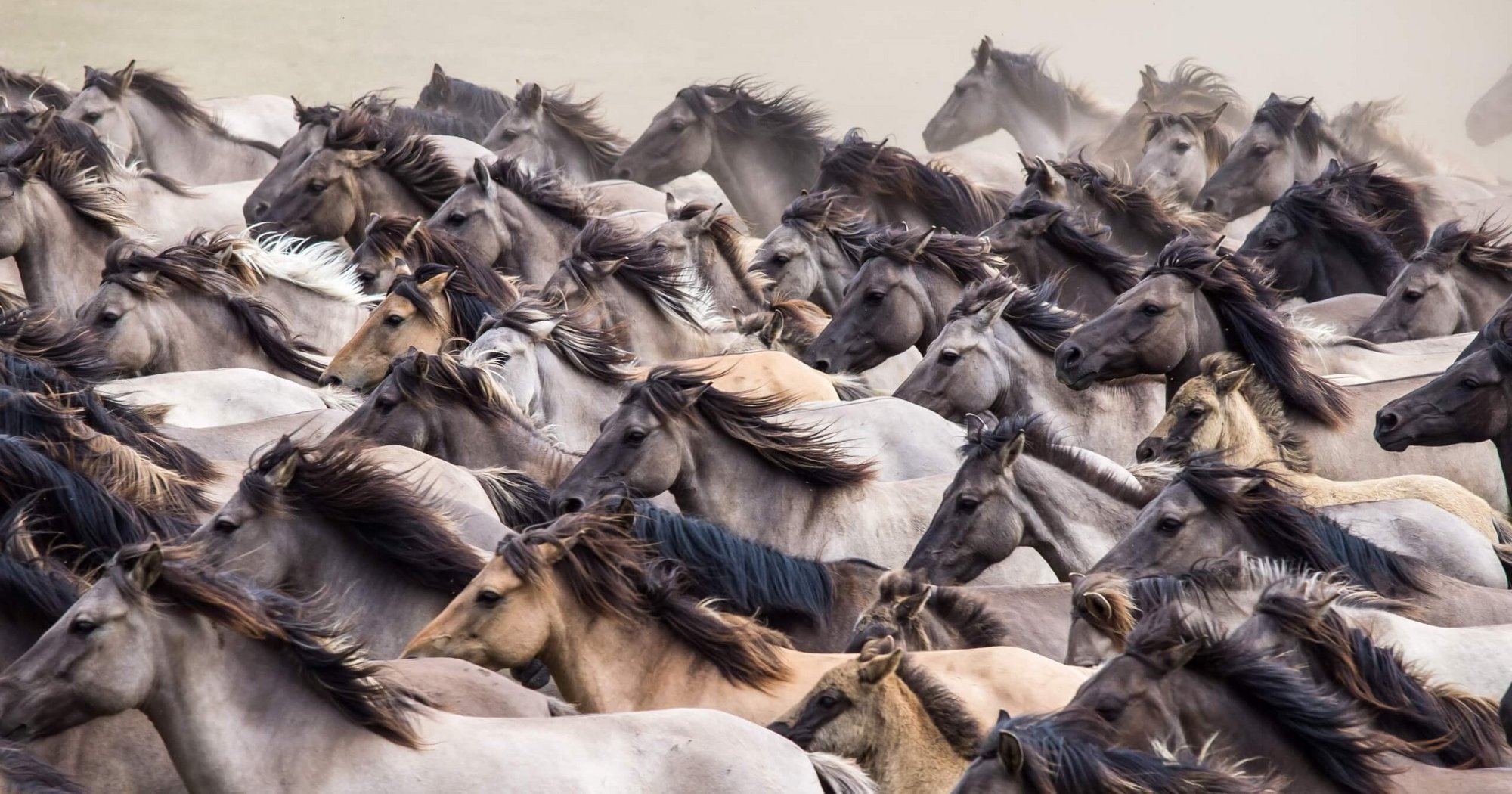 Wildpferde im Merfelder Bruch
